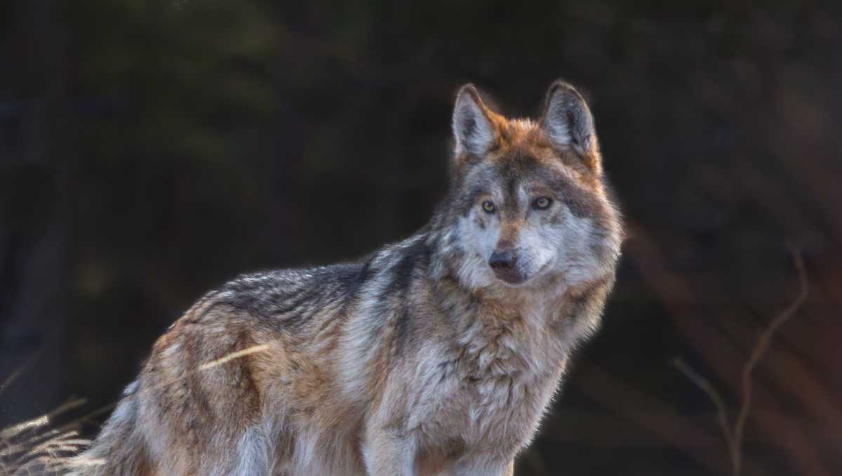 Mexican wolf found near Albuquerque and interstate 40
