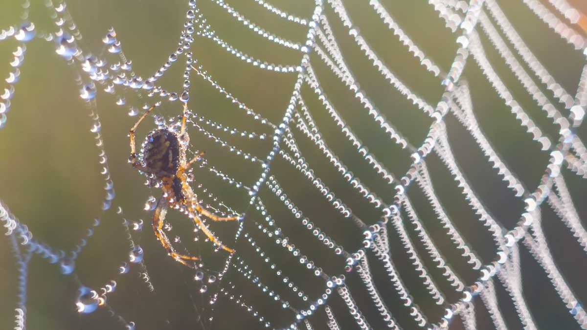 Expect a spike in spiders this season in NorCal, experts say