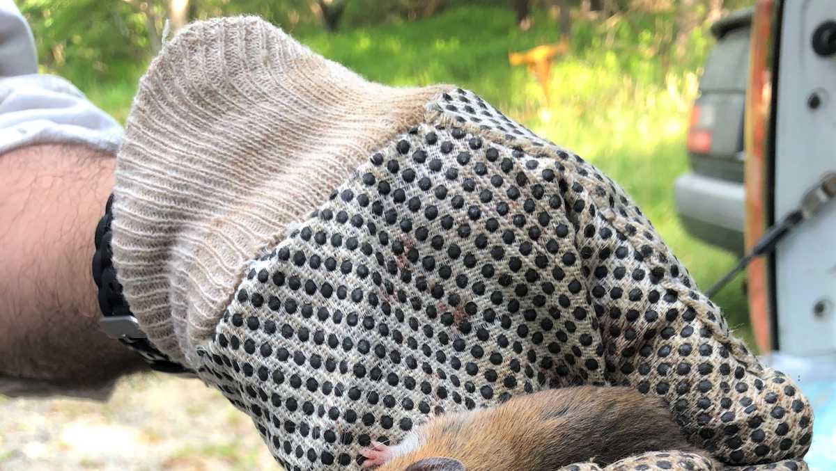 Boston researchers focus on mice as potential solution to Lyme disease