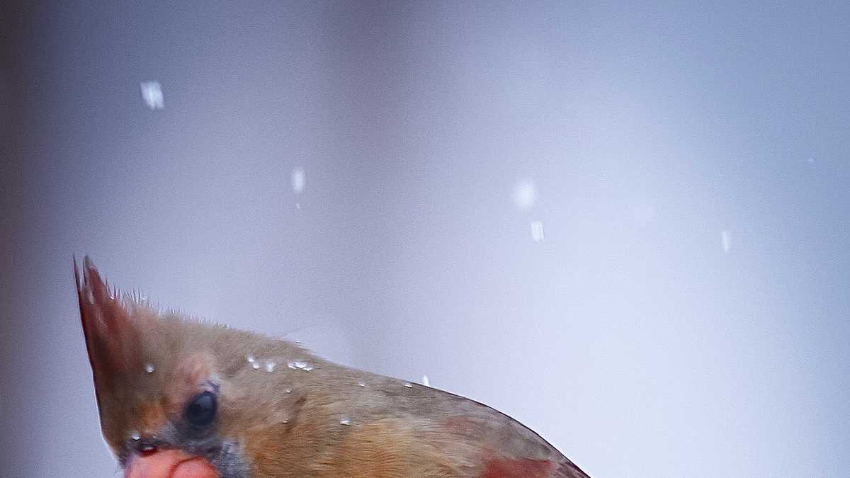 GALLERY: Snow day fun across Oklahoma