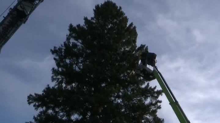 Michigan selects state Christmas tree for 2021