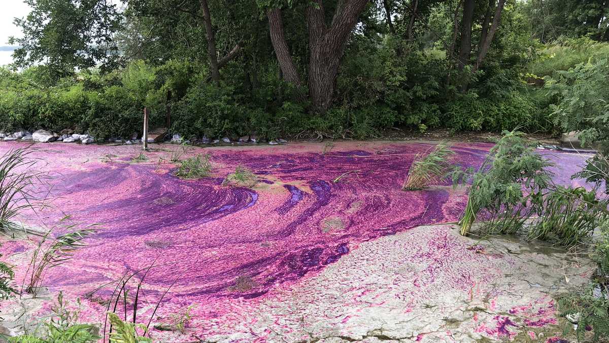 Bacteria turns water in Iowa creek purple