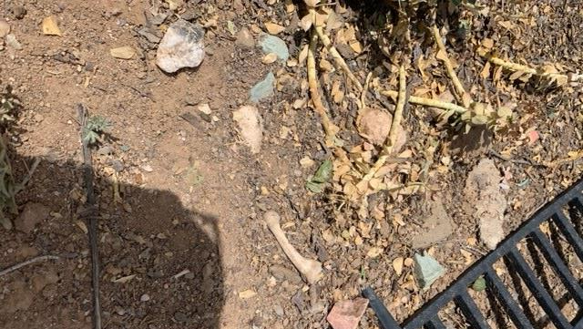 Prairie dogs dig up New Mexico cemetery