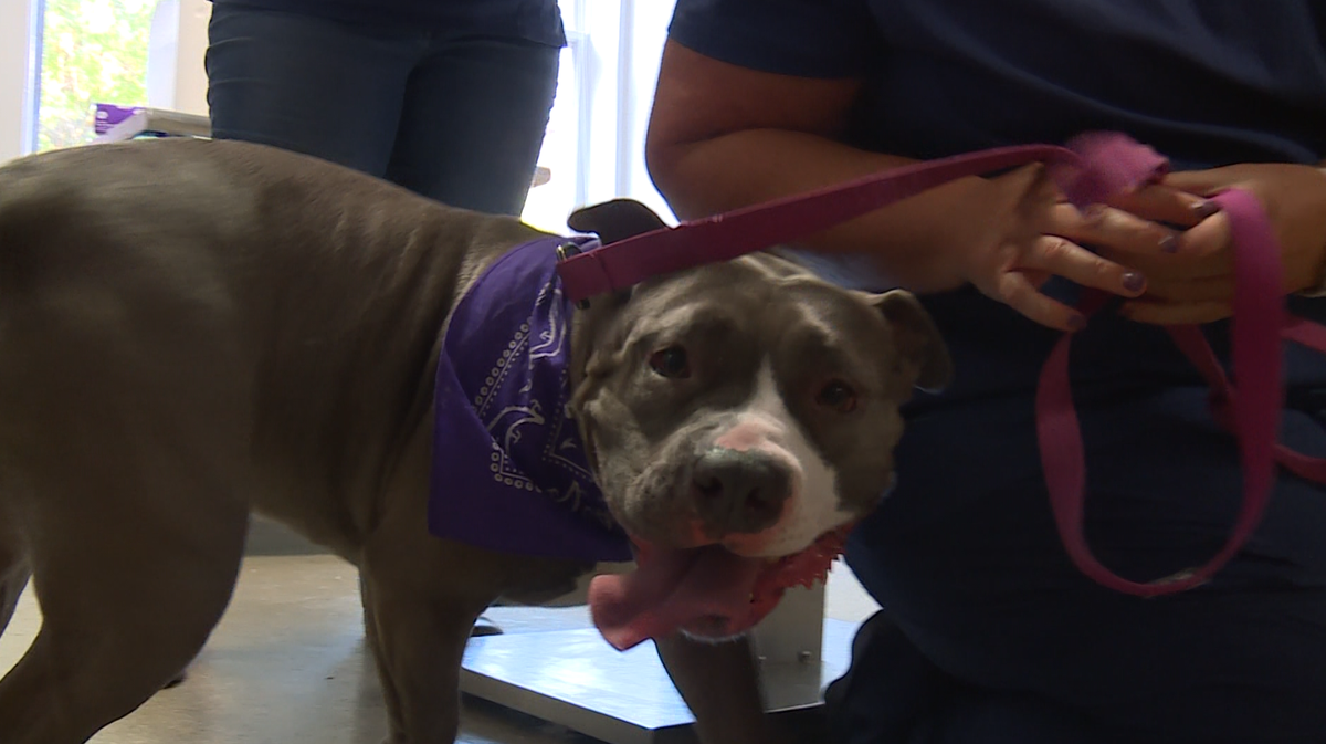 SPCA Vaccine Clinic shares the love with tri-state pets