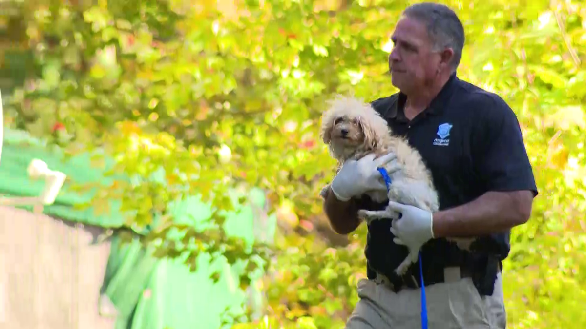 Mass. woman in court after dogs, horses other pets living 'in filth'