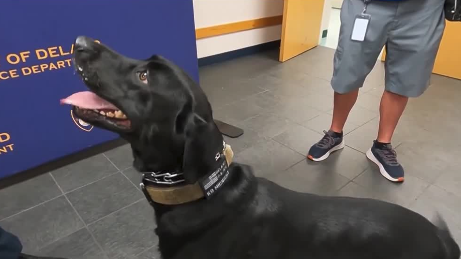 Police dog Midnight tracks down missing 3-year-old in the woods