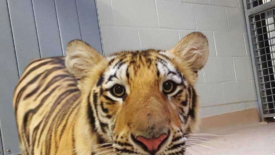 LSU celebrates Mike VII's first birthday