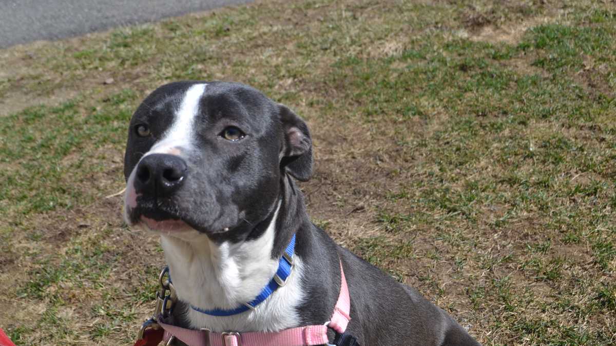 Adoptable pets in New Hampshire