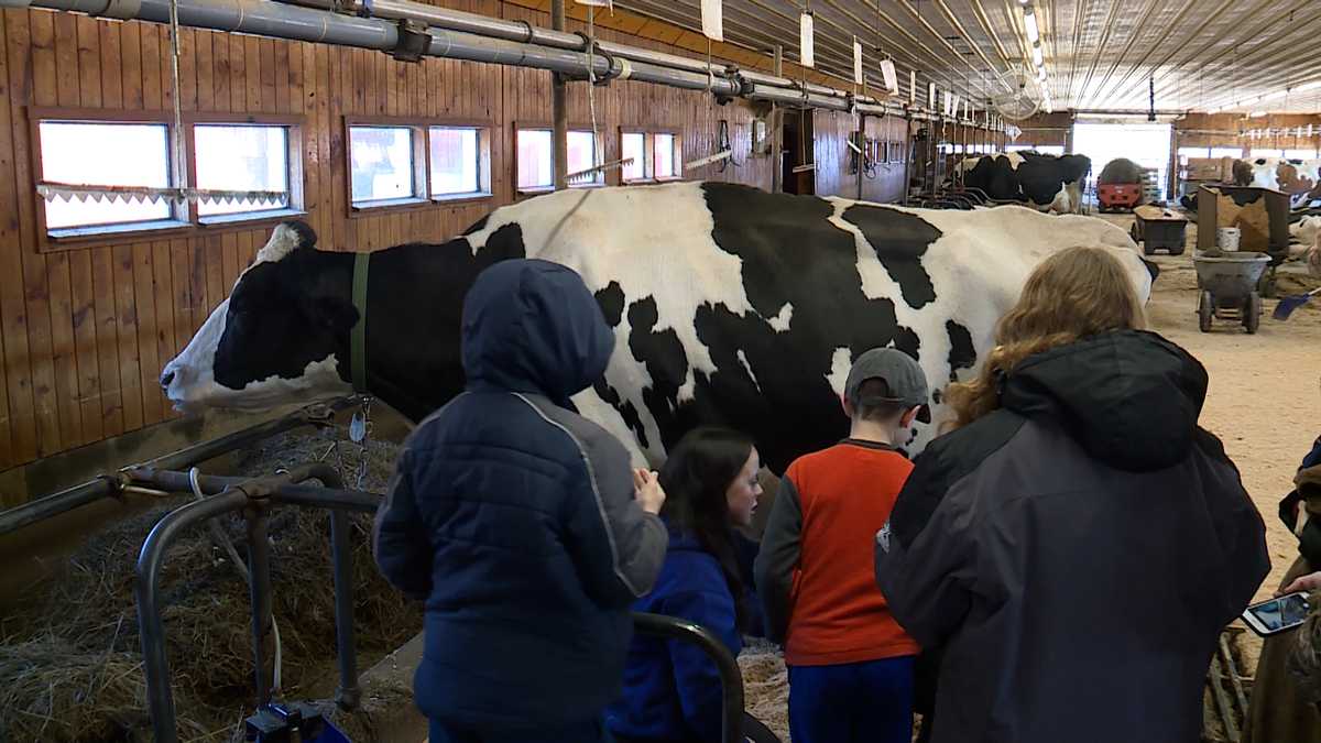 Smiling Hill's Milk a Cow event offers barnyard fun for community