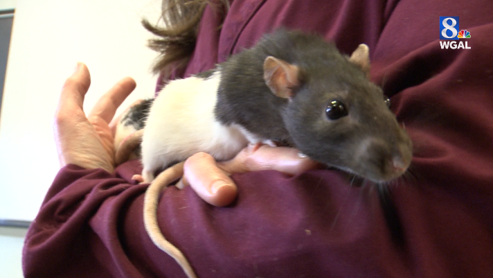 Lab rats looking for homes after retiring from Millersville University ...