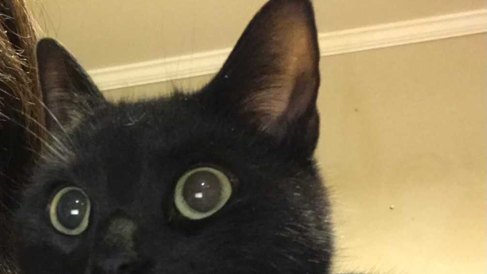 Lost and Found Pets in the WXII 12 Community
