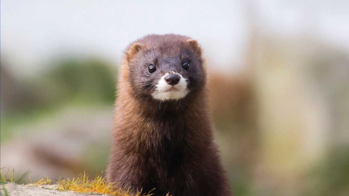 FBI investigates massive mink release in Iowa