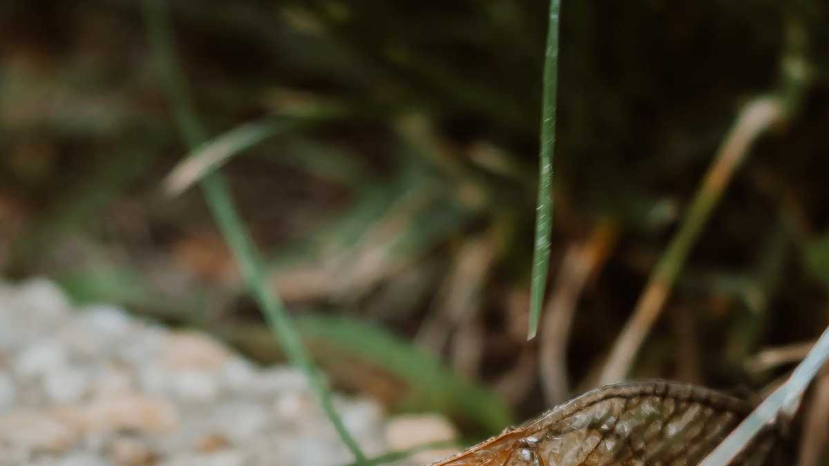 Photos: See the Brood X Cicadas emerging in Maryland