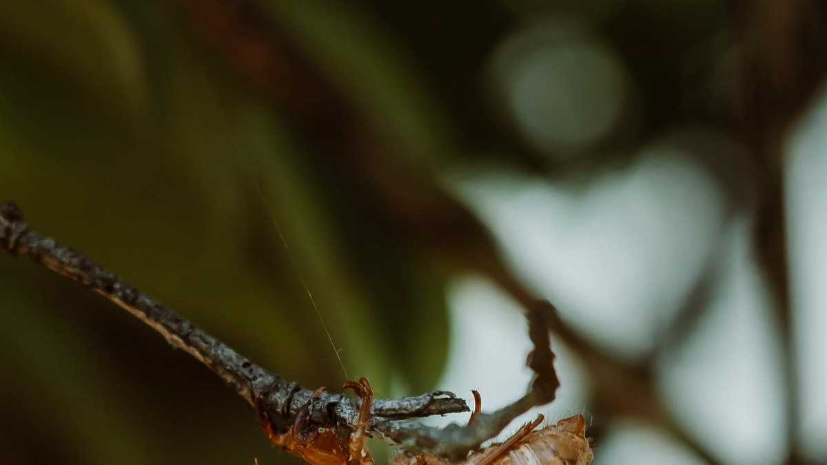 Photos: See the Brood X Cicadas emerging in Maryland