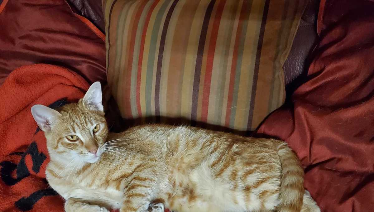 Gilroy family believes missing cat is in Carmel Valley, hoping for ...