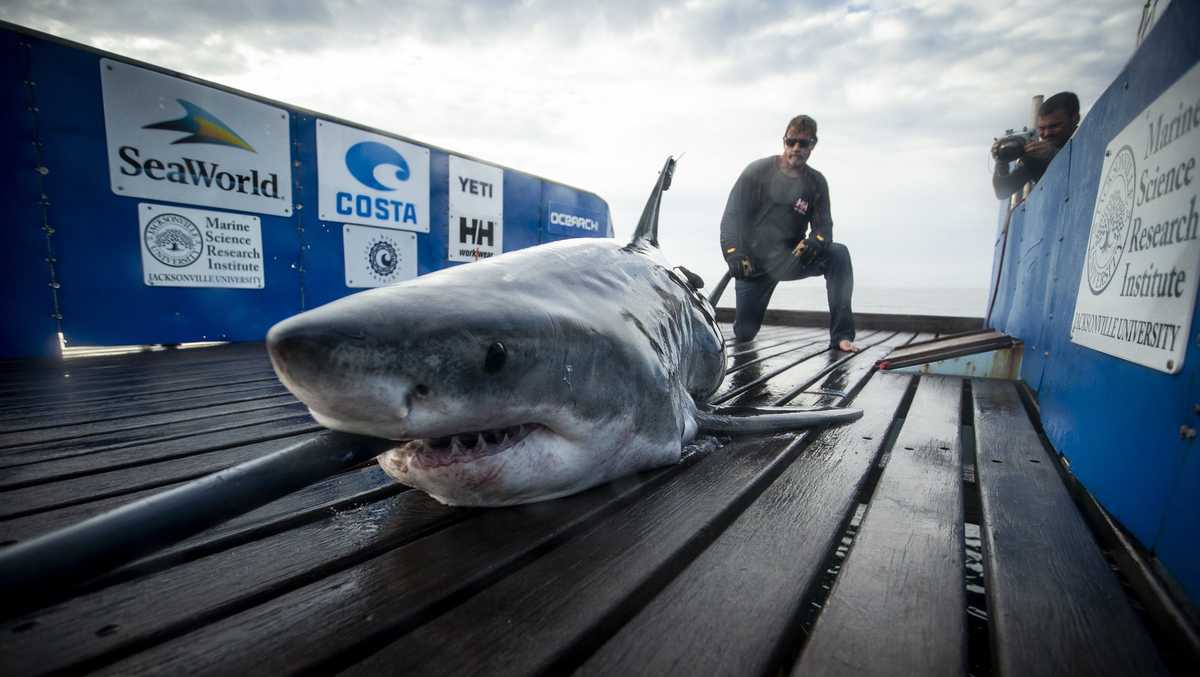 OCEARCH tracks multiple sharks off Georgia, Carolina coast