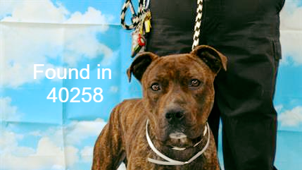 Recognize these dogs? LMAS needs help reuniting strays with their owners