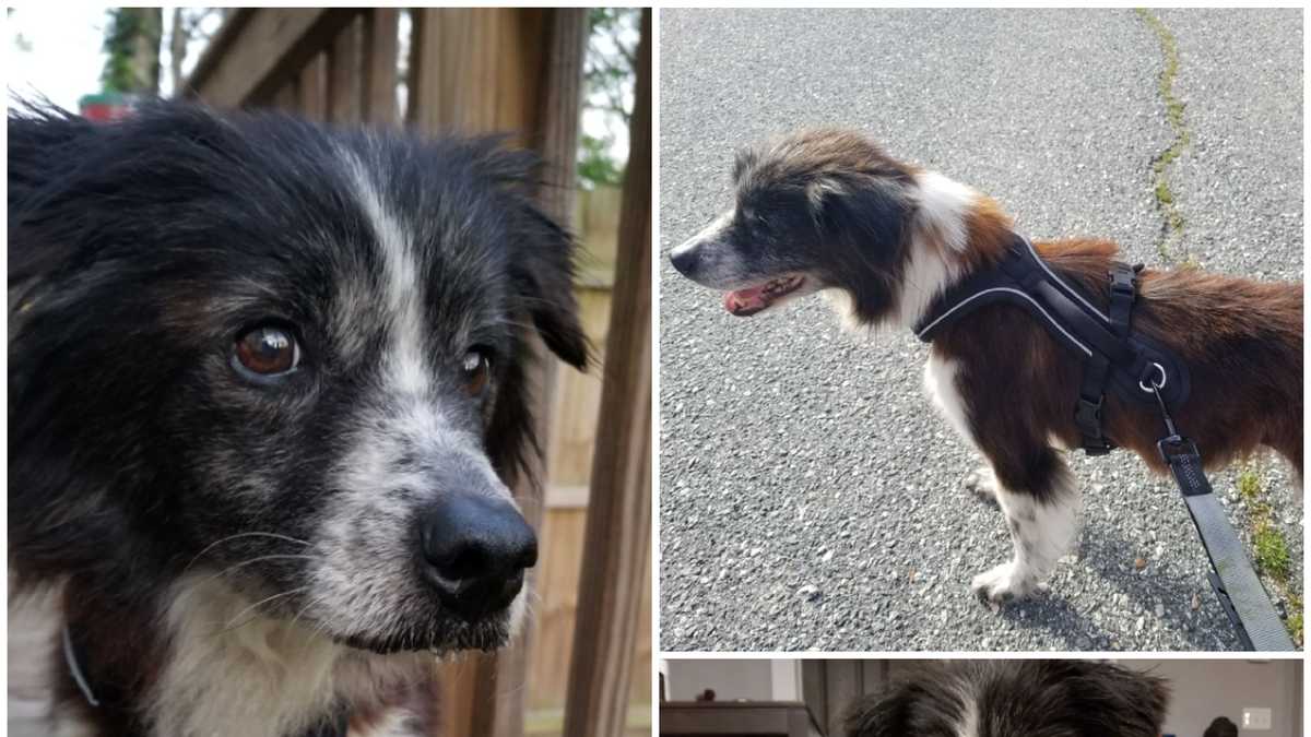 Lost and Found Pets in the WXII 12 Community