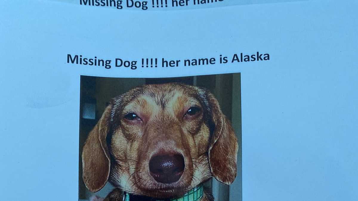 Lost and Found Pets in the WXII 12 Community