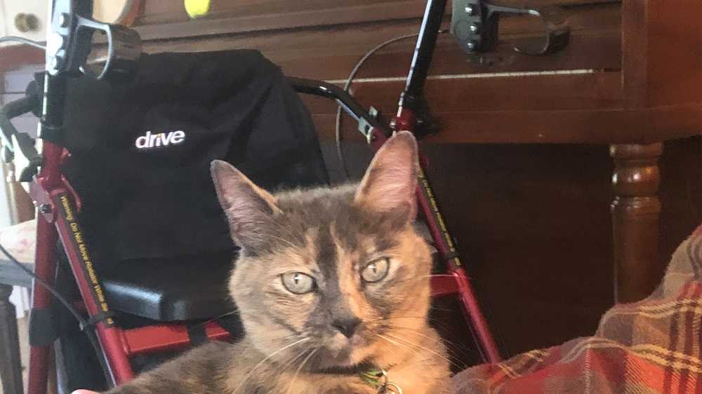 Lost and Found Pets in the WXII 12 Community