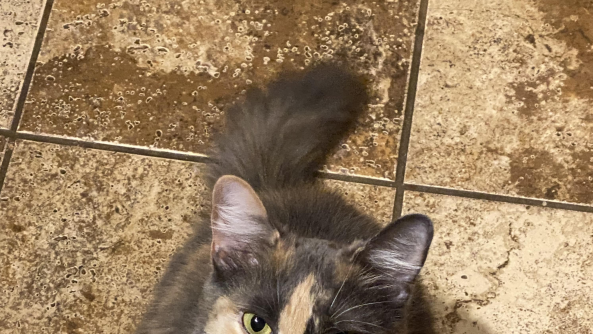 Lost and Found Pets in the WXII 12 Community