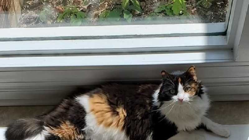 Lost and Found Pets in the WXII 12 Community