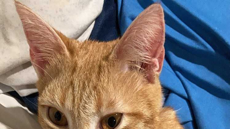 Lost and Found Pets in the WXII 12 Community