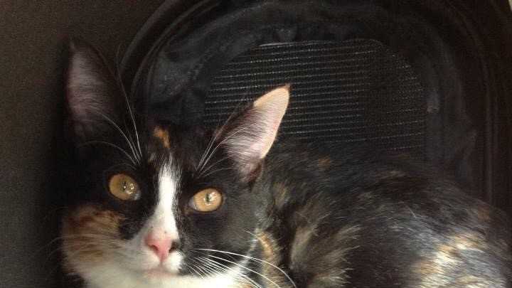 Lost and Found Pets in the WXII 12 Community