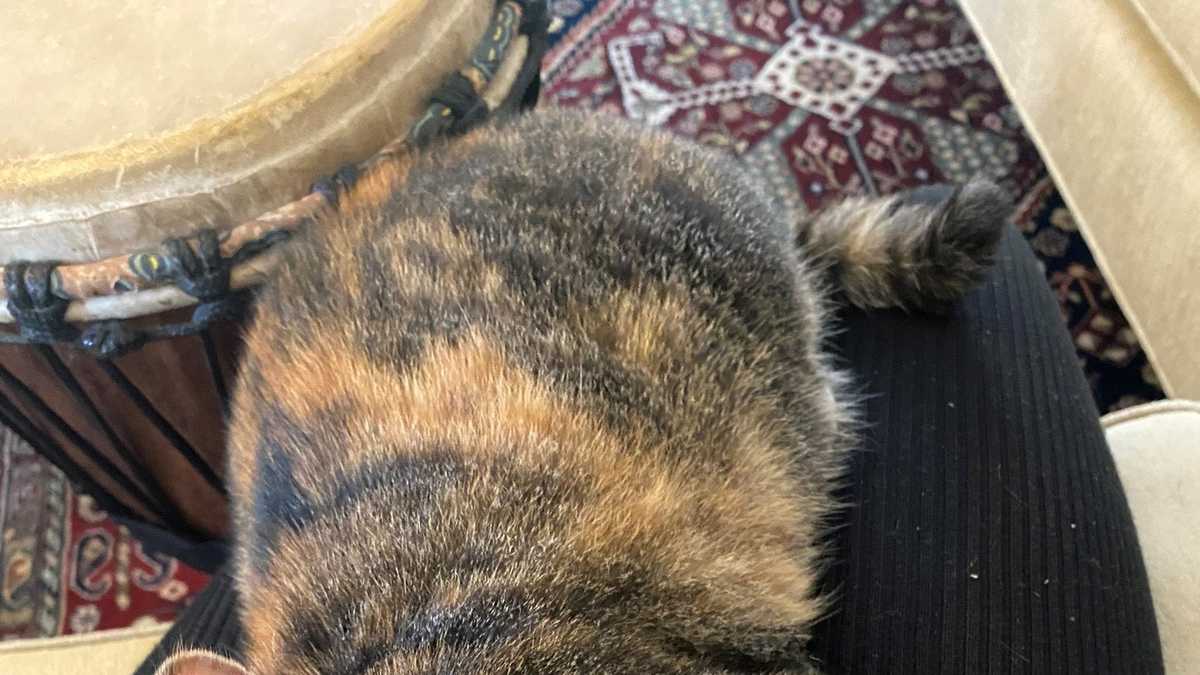 Lost and Found Pets in the WXII 12 Community