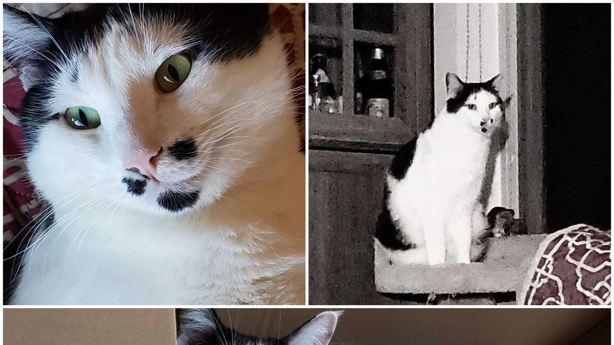 Lost and Found Pets in the WXII 12 Community