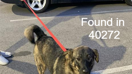 Recognize these dogs? LMAS needs help reuniting strays with their owners