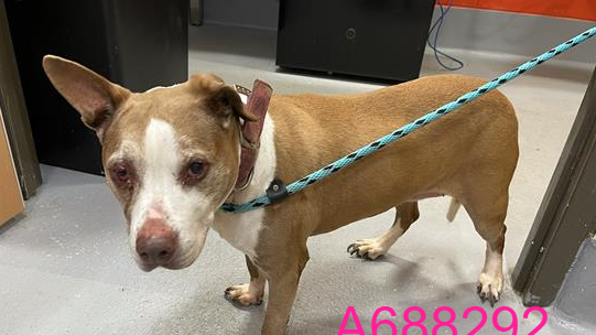 Recognize these dogs? LMAS needs help reuniting strays with their owners