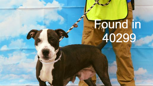 Recognize these dogs? LMAS needs help reuniting strays with their owners