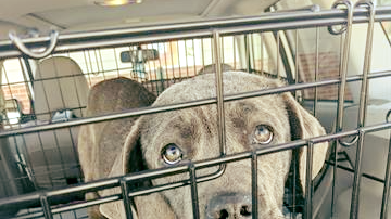 Recognize these dogs? LMAS needs help reuniting strays with their owners