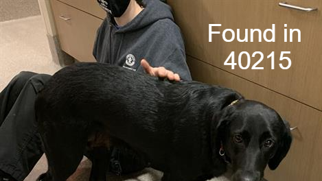 Recognize these dogs? LMAS needs help reuniting strays with their owners