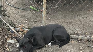 Recognize these dogs? LMAS needs help reuniting strays with their owners