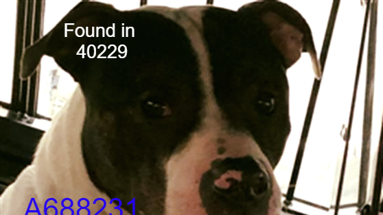 Recognize these dogs? LMAS needs help reuniting strays with their owners