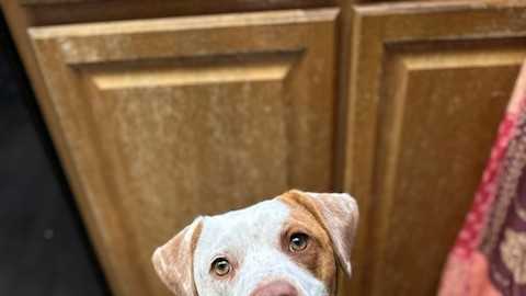 Lost and Found Pets in the WXII 12 Community