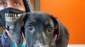 Recognize these dogs? LMAS needs help reuniting strays with their owners