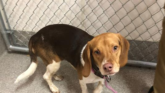 Recognize these dogs? LMAS needs help reuniting strays with their owners