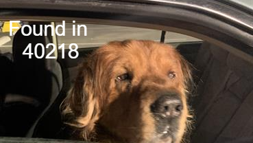 Recognize these dogs? LMAS needs help reuniting strays with their owners