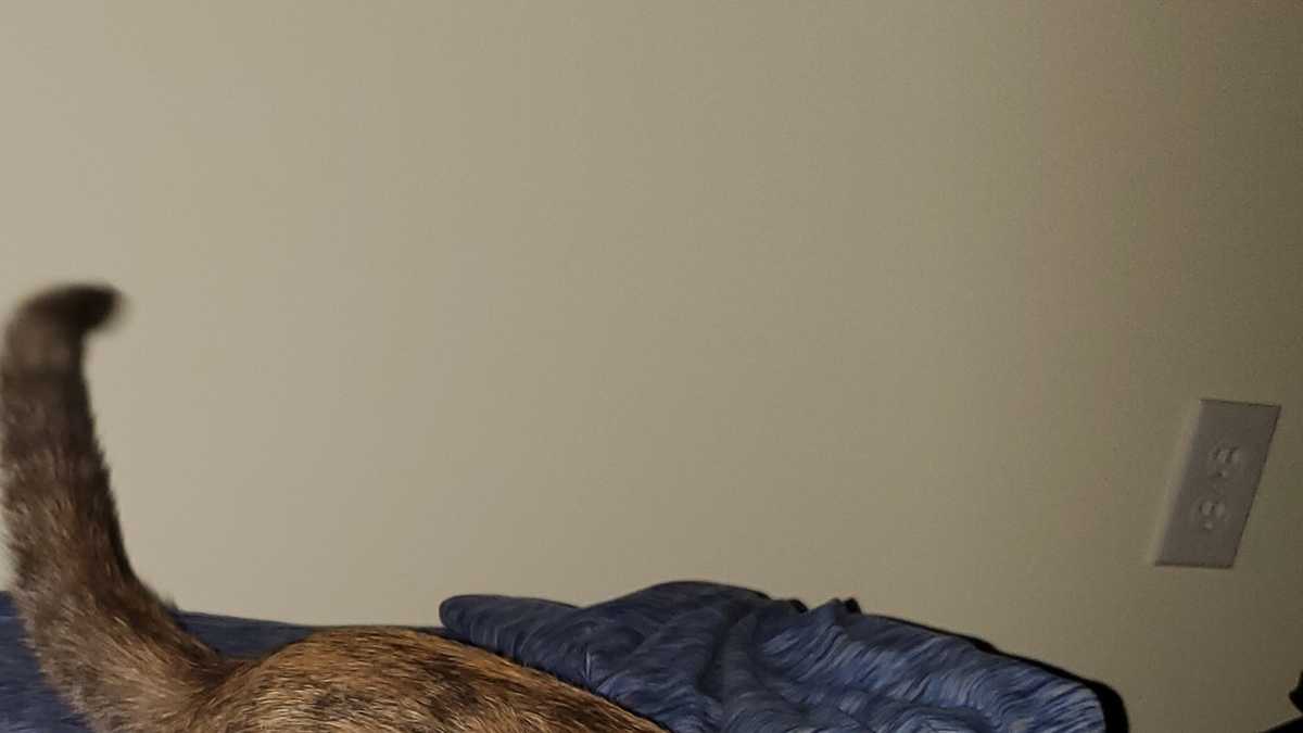 Lost and Found Pets in the WXII 12 Community