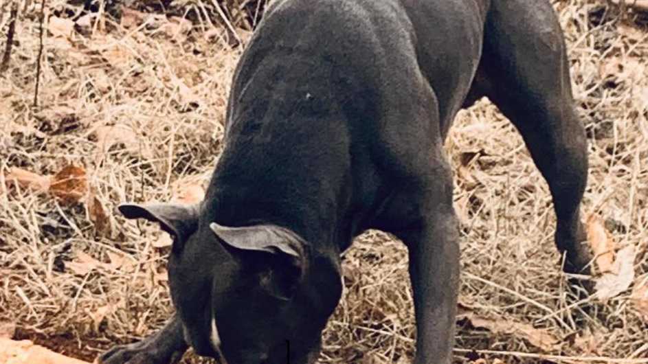 Lost and Found Pets in the WXII 12 Community