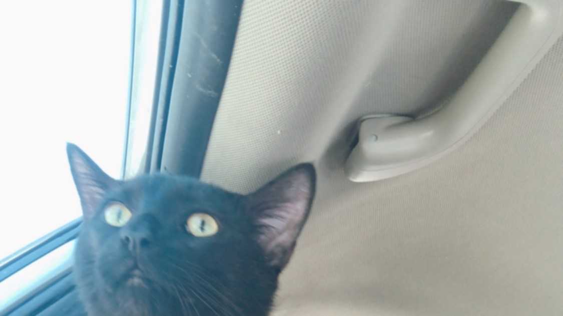 Lost and Found Pets in the WXII 12 Community