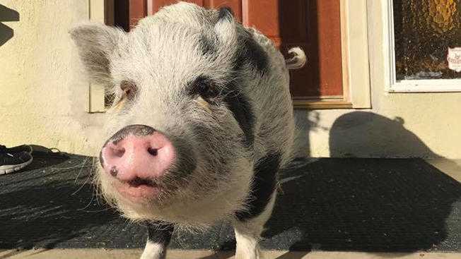 100-pound pig missing in San Jose