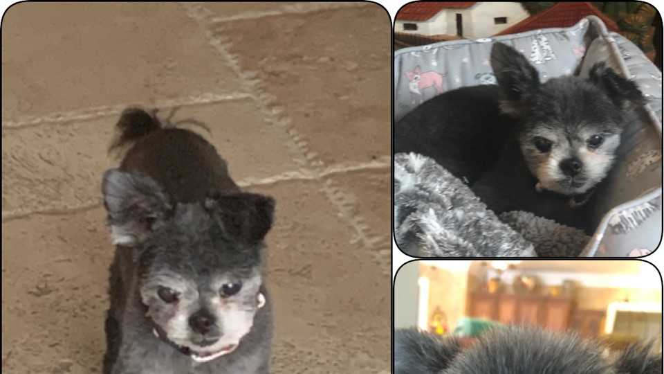 Lost and Found Pets in the WXII 12 Community
