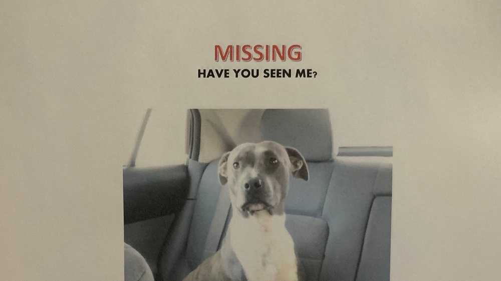 Lost and Found Pets in the WXII 12 Community