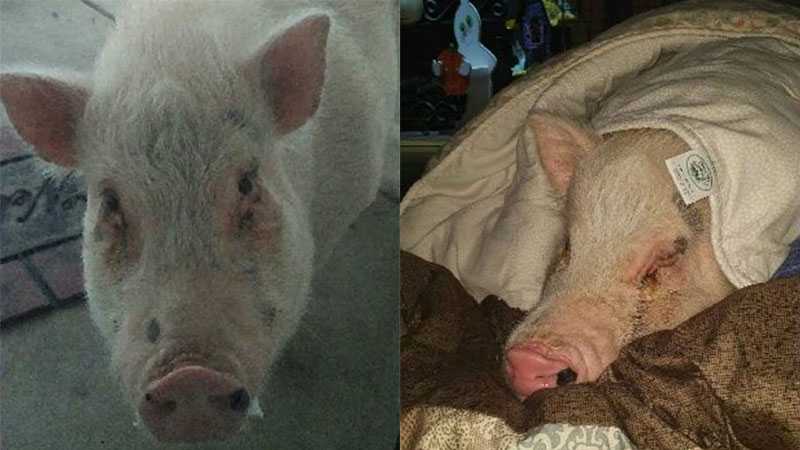 Pot-bellied pig finally adopted after 8 months, NHSPCA says