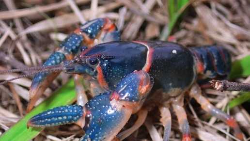 Crawfish, deer & turtles featured at upcoming museum lectures