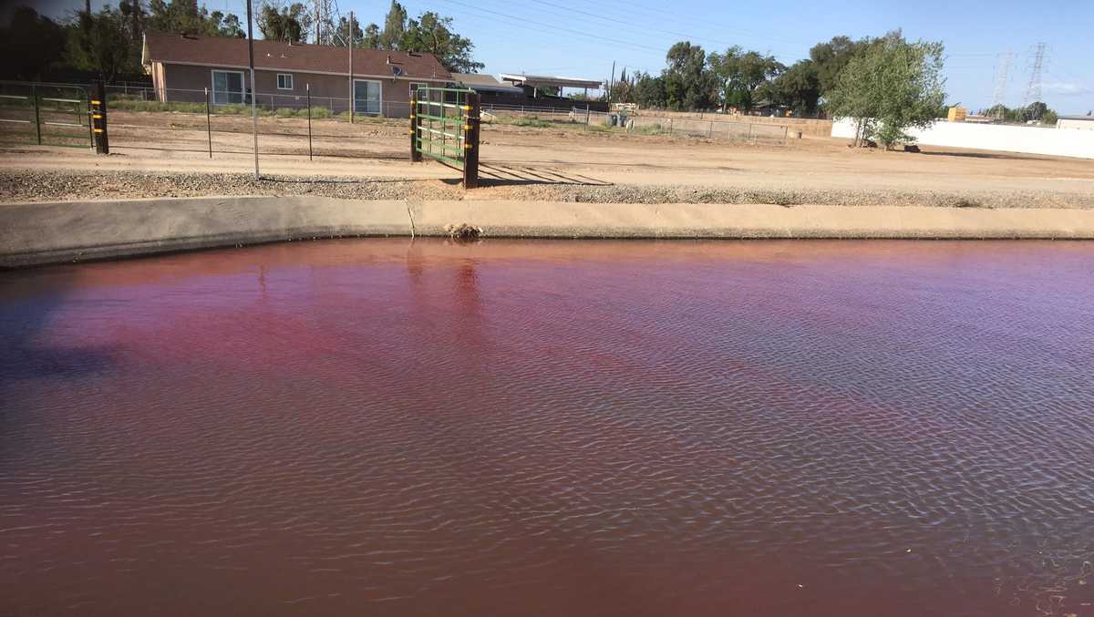 Why a canal near Modesto turned blood-red